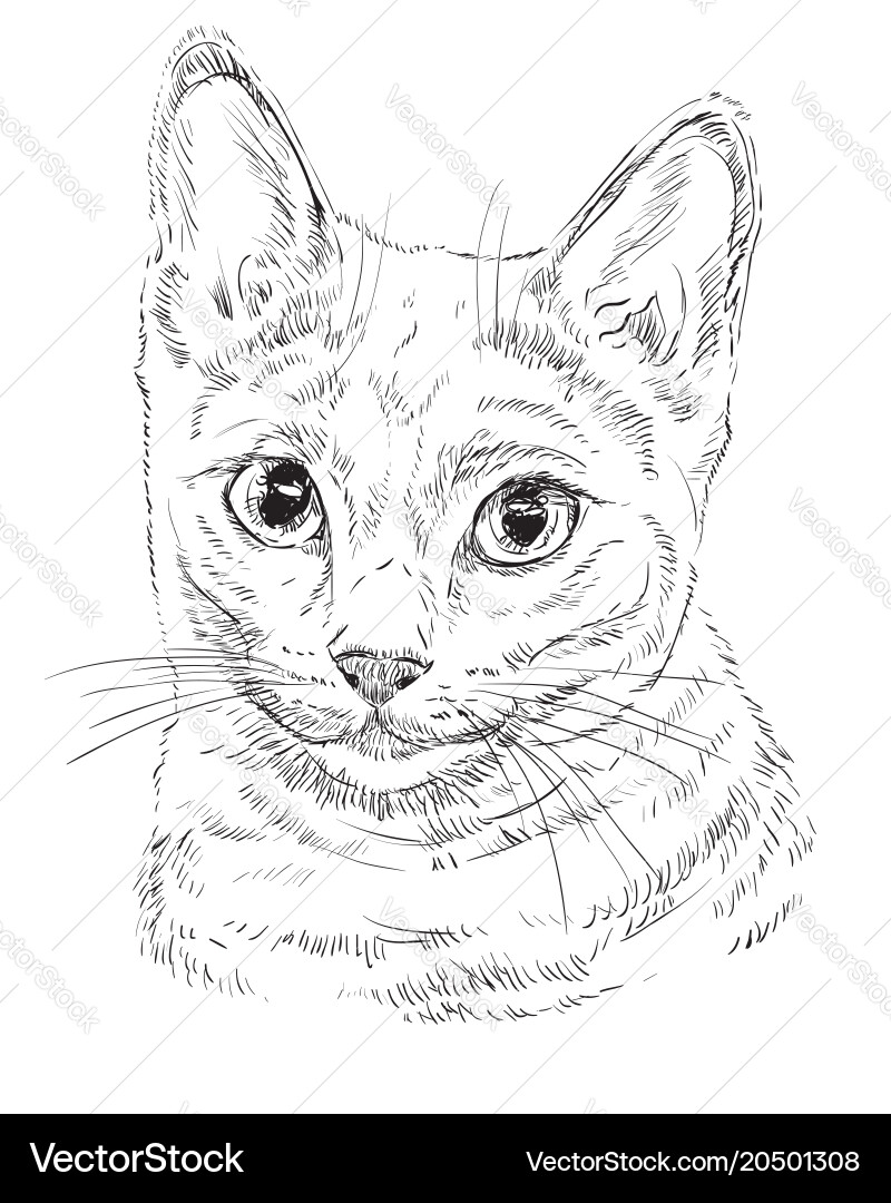 Russian blue cat Royalty Free Vector Image - VectorStock