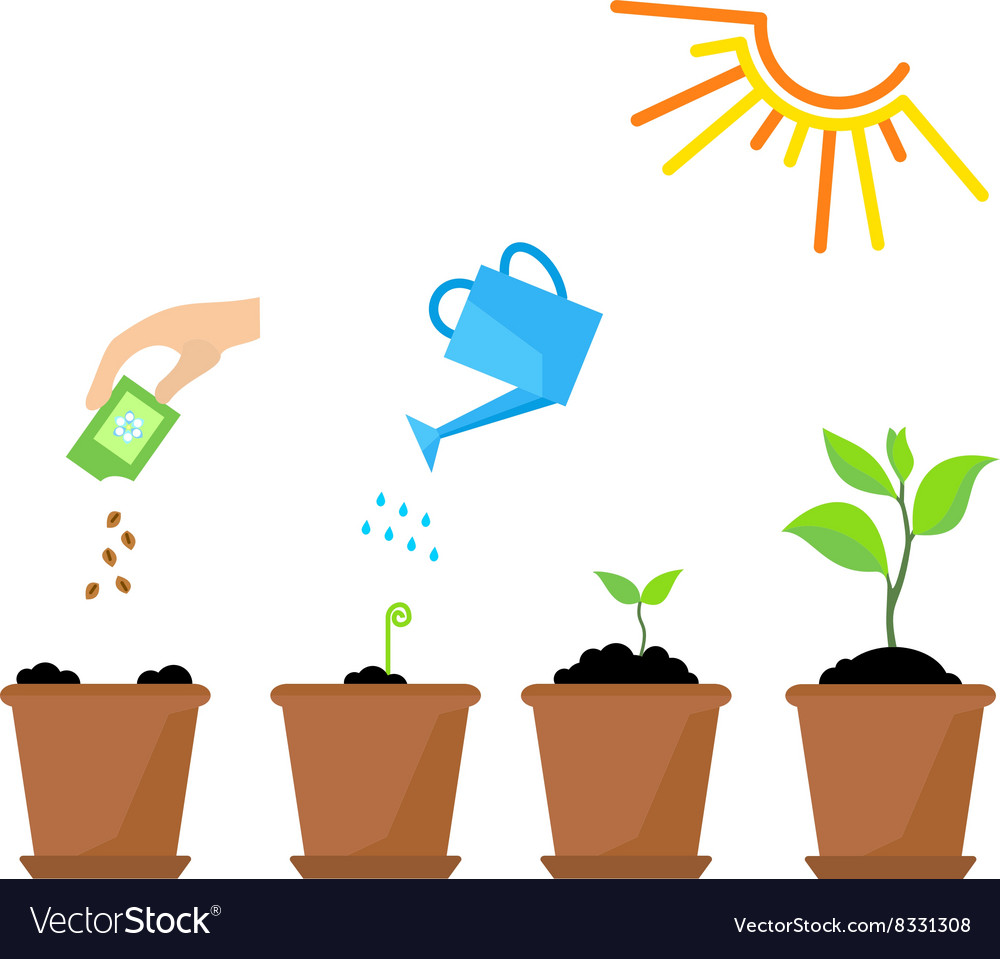 Timeline infographic planting tree process Vector Image Timeline infographic planting tree process Vector Image