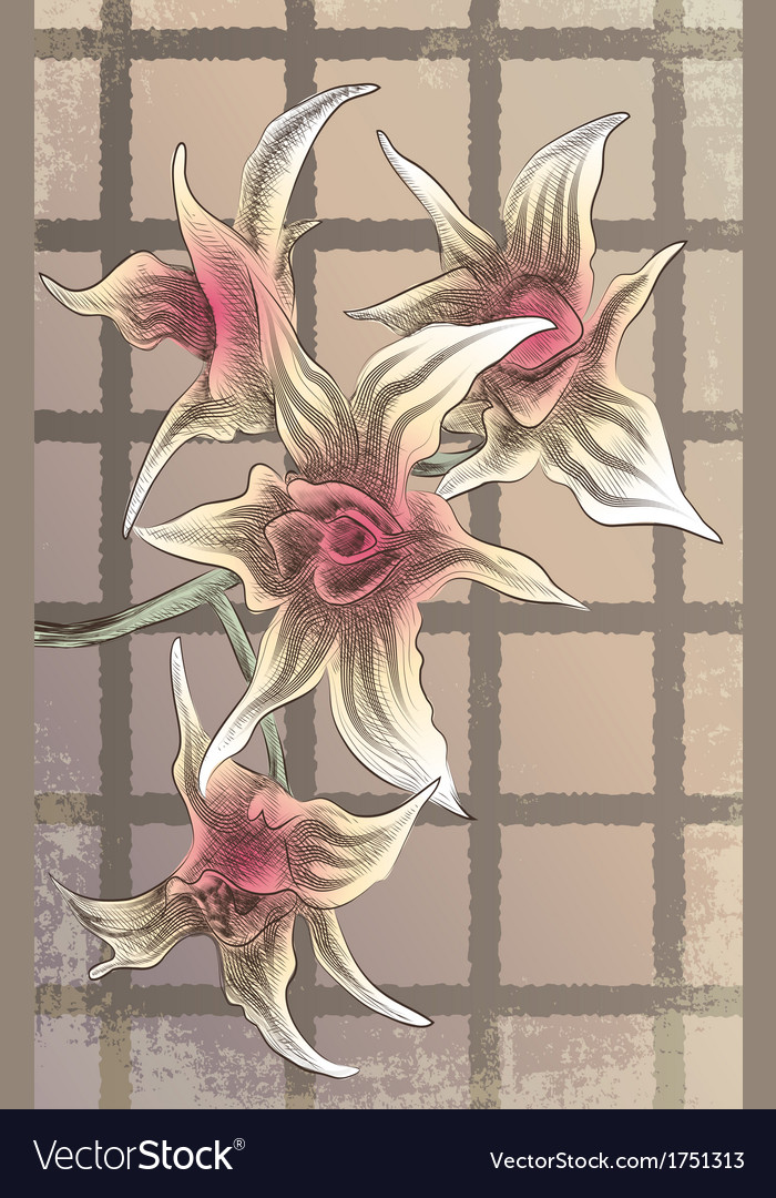 The orchids Royalty Free Vector Image - VectorStock