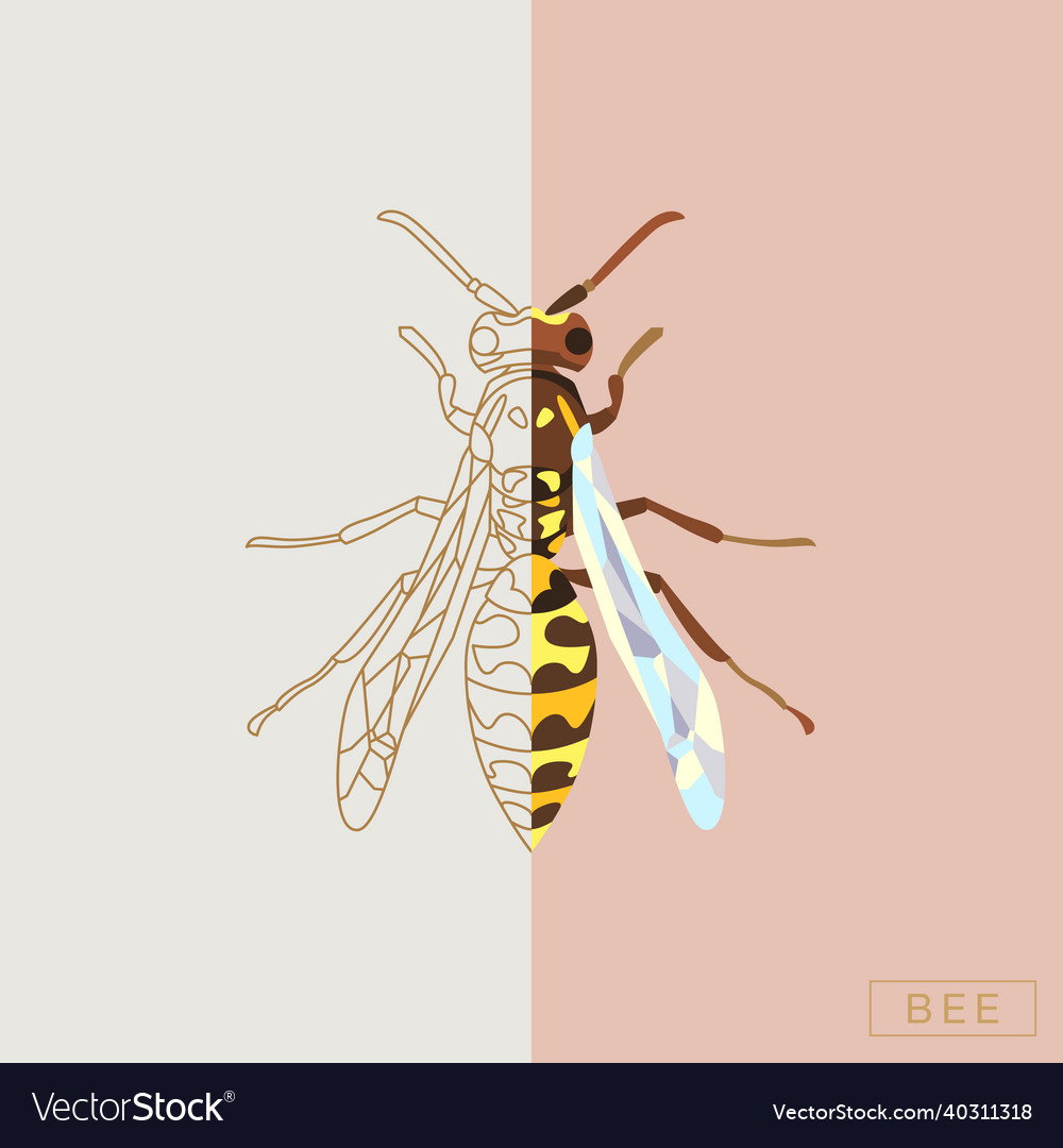 Abstract insects Royalty Free Vector Image - VectorStock