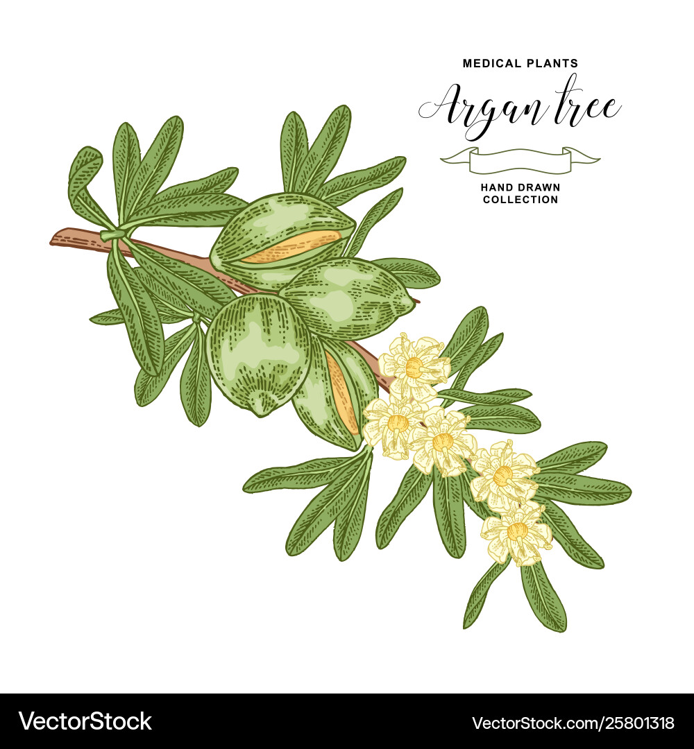Argan tree argania branch with fruits Royalty Free Vector