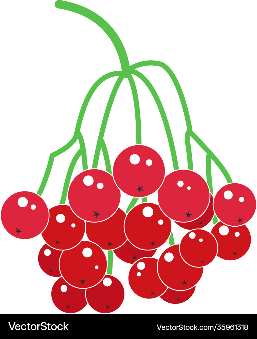 Bright realistic branch mountain ash close-up Vector Image