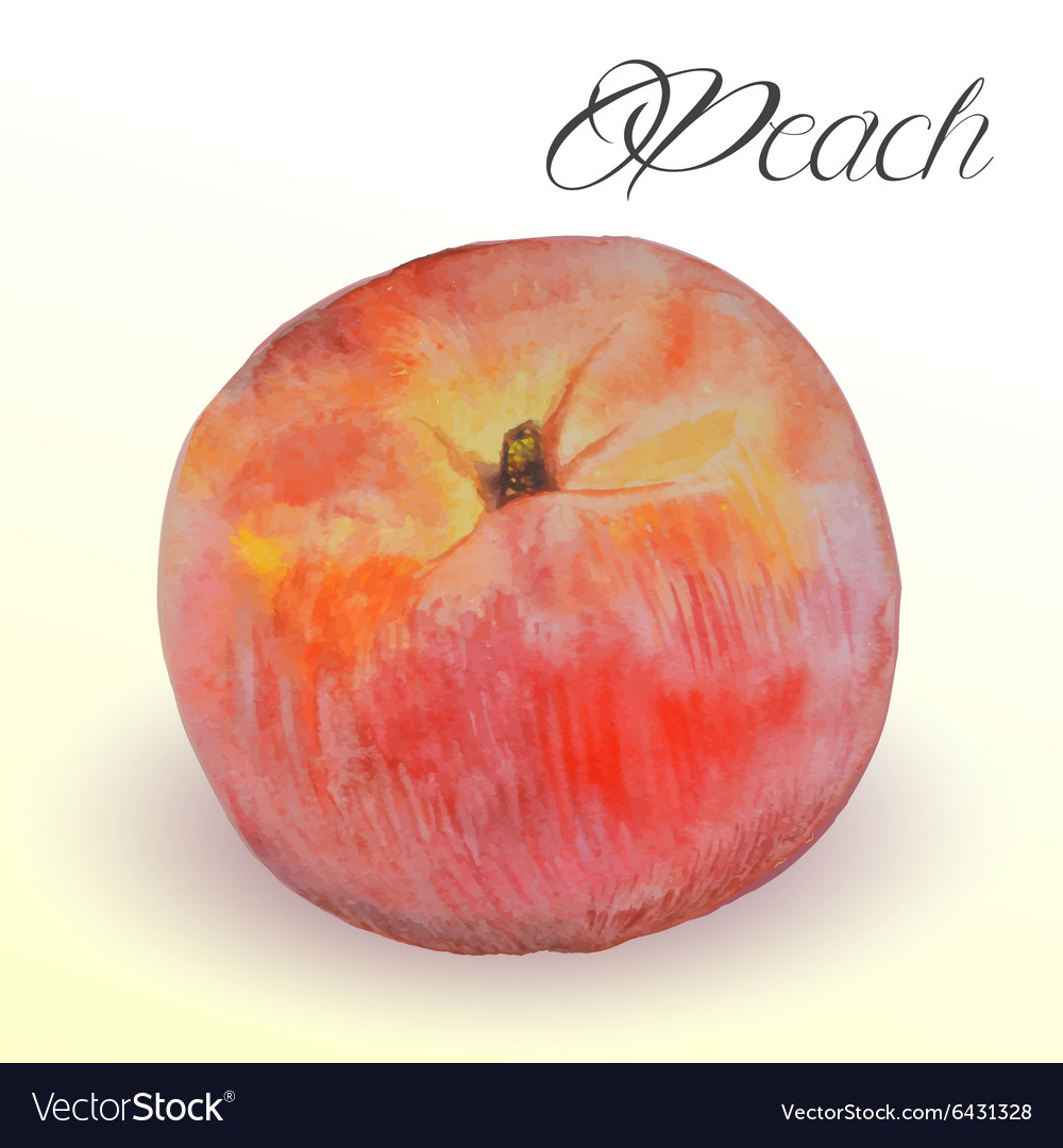 Peach Royalty Free Vector Image - VectorStock