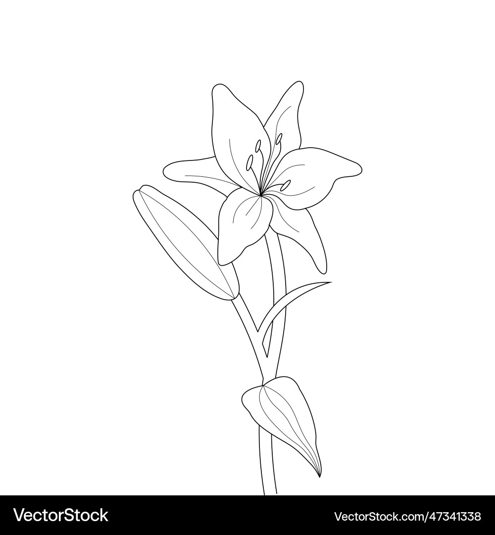 Hand drawn lily flower line art Royalty Free Vector Image