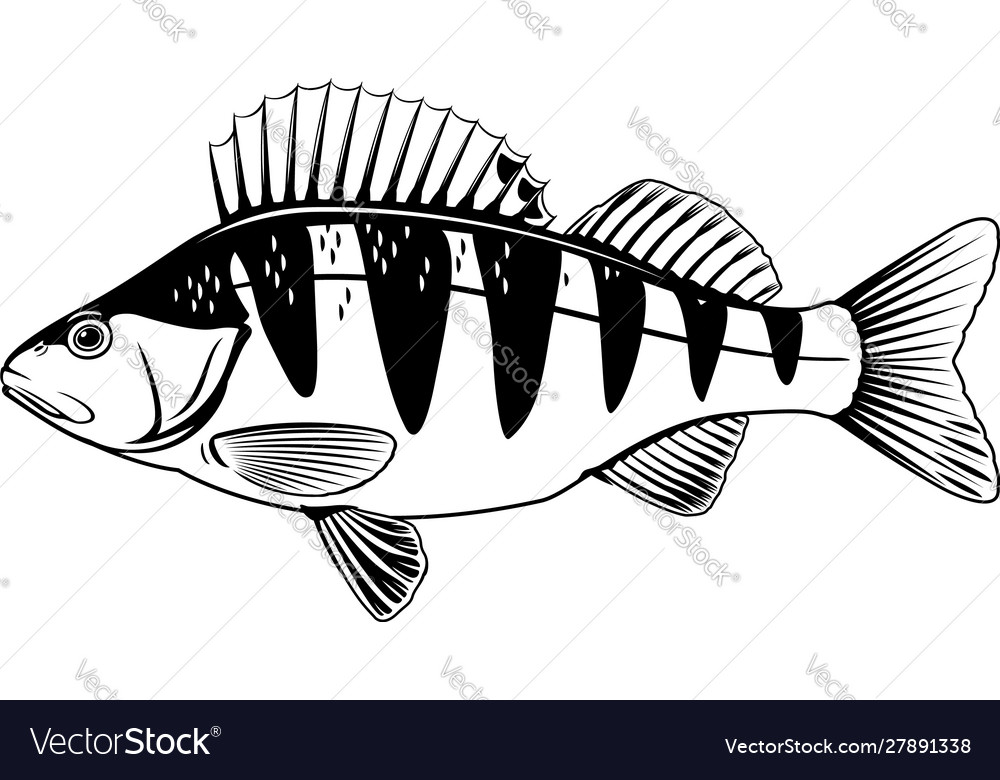 Perch fish Royalty Free Vector Image - VectorStock