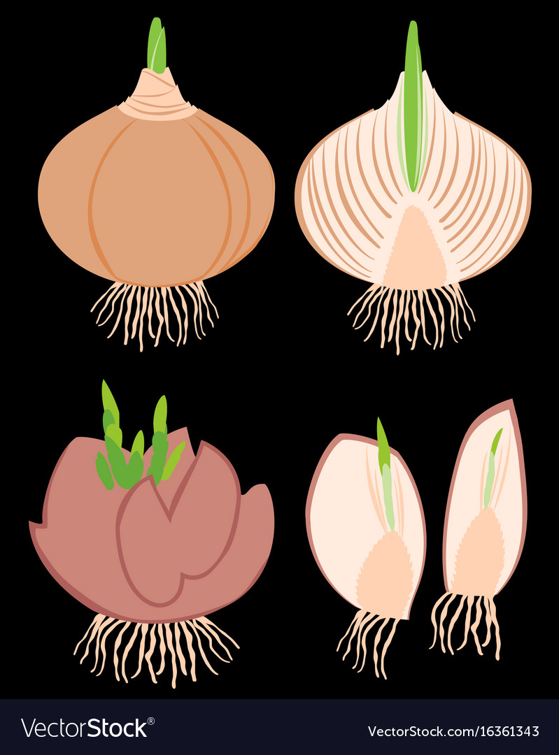 Second life Royalty Free Vector Image - VectorStock