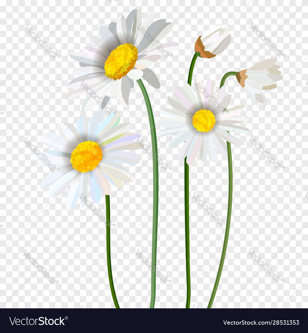 Chamomile flower seamless pattern with Royalty Free Vector