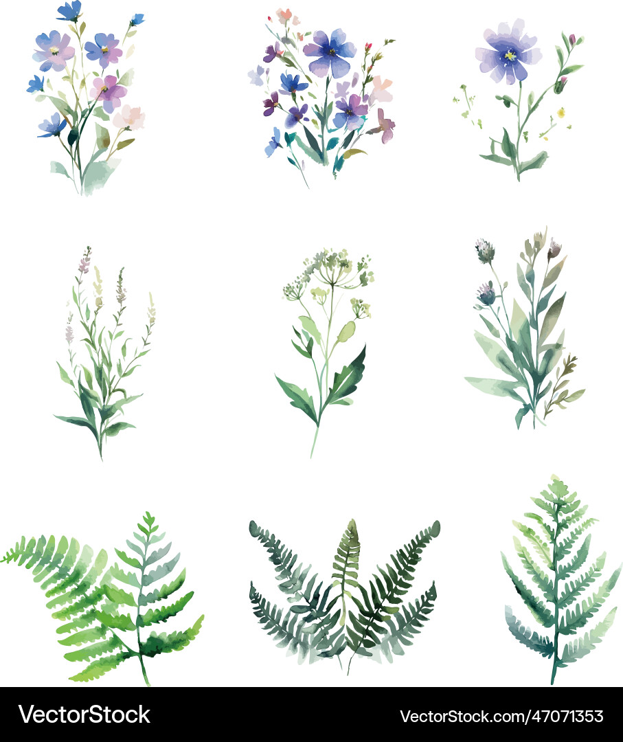 Watercolor wild herb and flower Royalty Free Vector Image