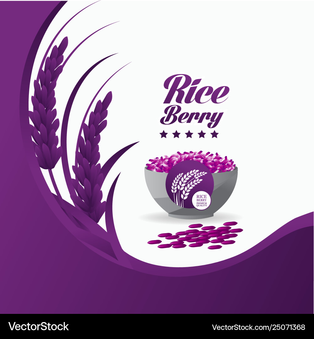 Premium rice berry great quality design concept Vector Image