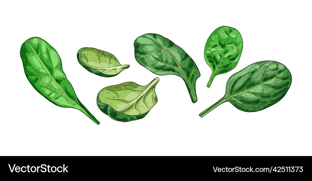 Hand drawn colorful fresh spinach leaves Vector Image