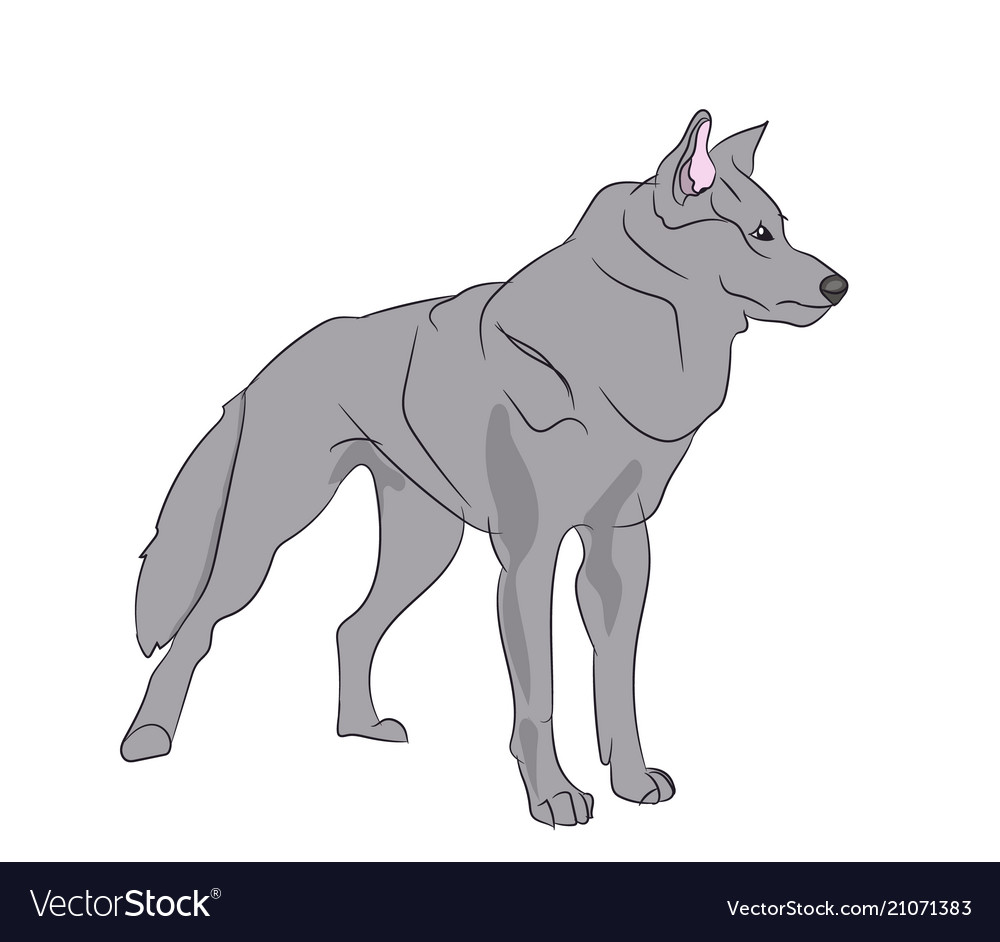 Wolf Royalty Free Vector Image - VectorStock