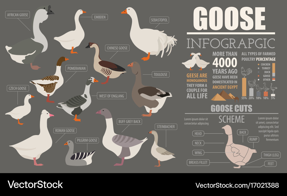 Poultry farming infographic template goose Vector Image