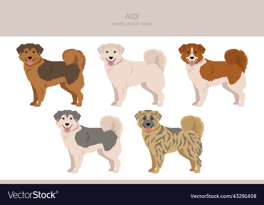 Aidi clipart different poses coat colors set Vector Image
