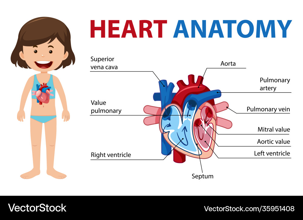 Healthy Human Heart Diagram