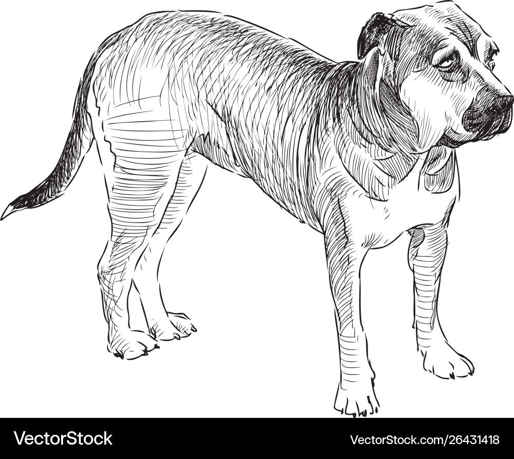 Sketch an old standing dog Royalty Free Vector Image