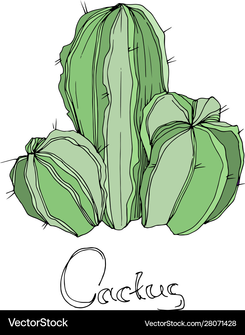 Green cactus floral botanical flower Royalty Free Vector