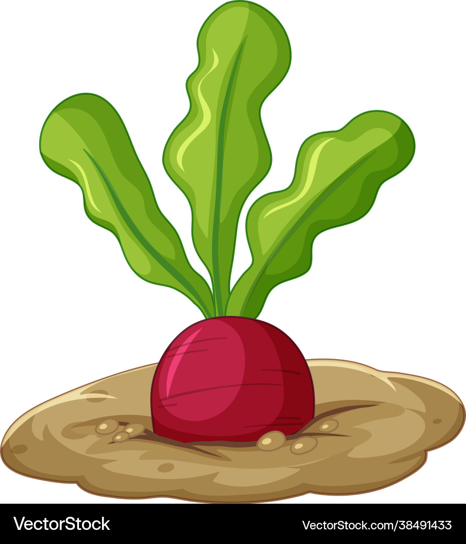 Radish root in soil cartoon style isolated Vector Image