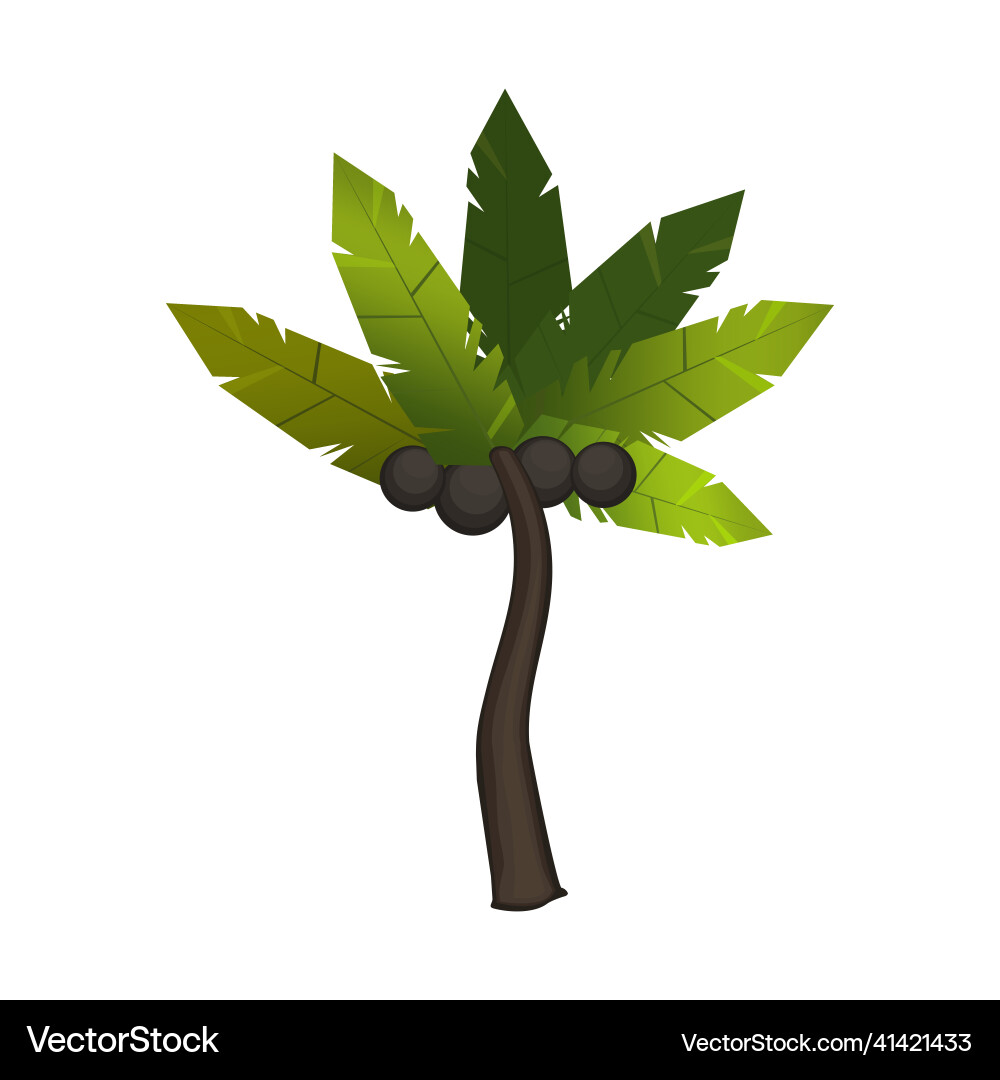 Realistic green palm isolated on white background Vector Image