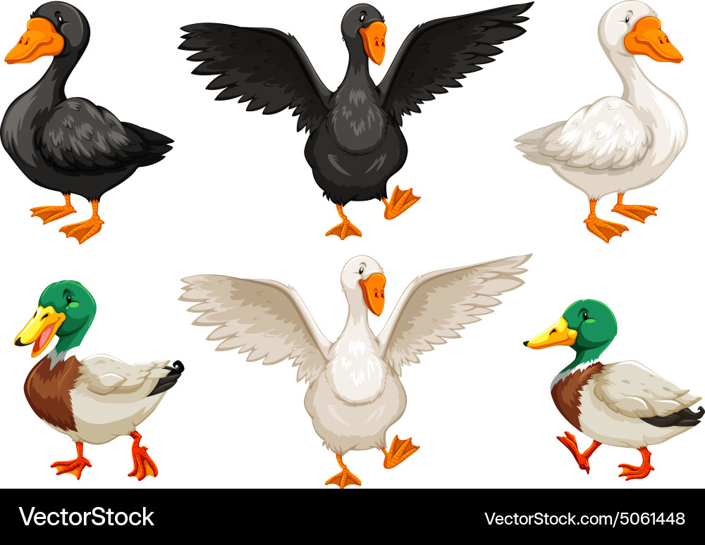 Ducks Royalty Free Vector Image - VectorStock