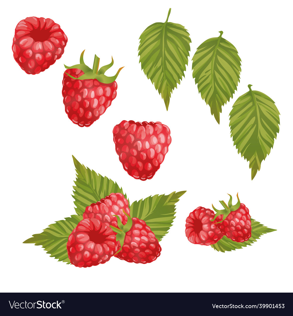 Raspberry Royalty Free Vector Image - VectorStock