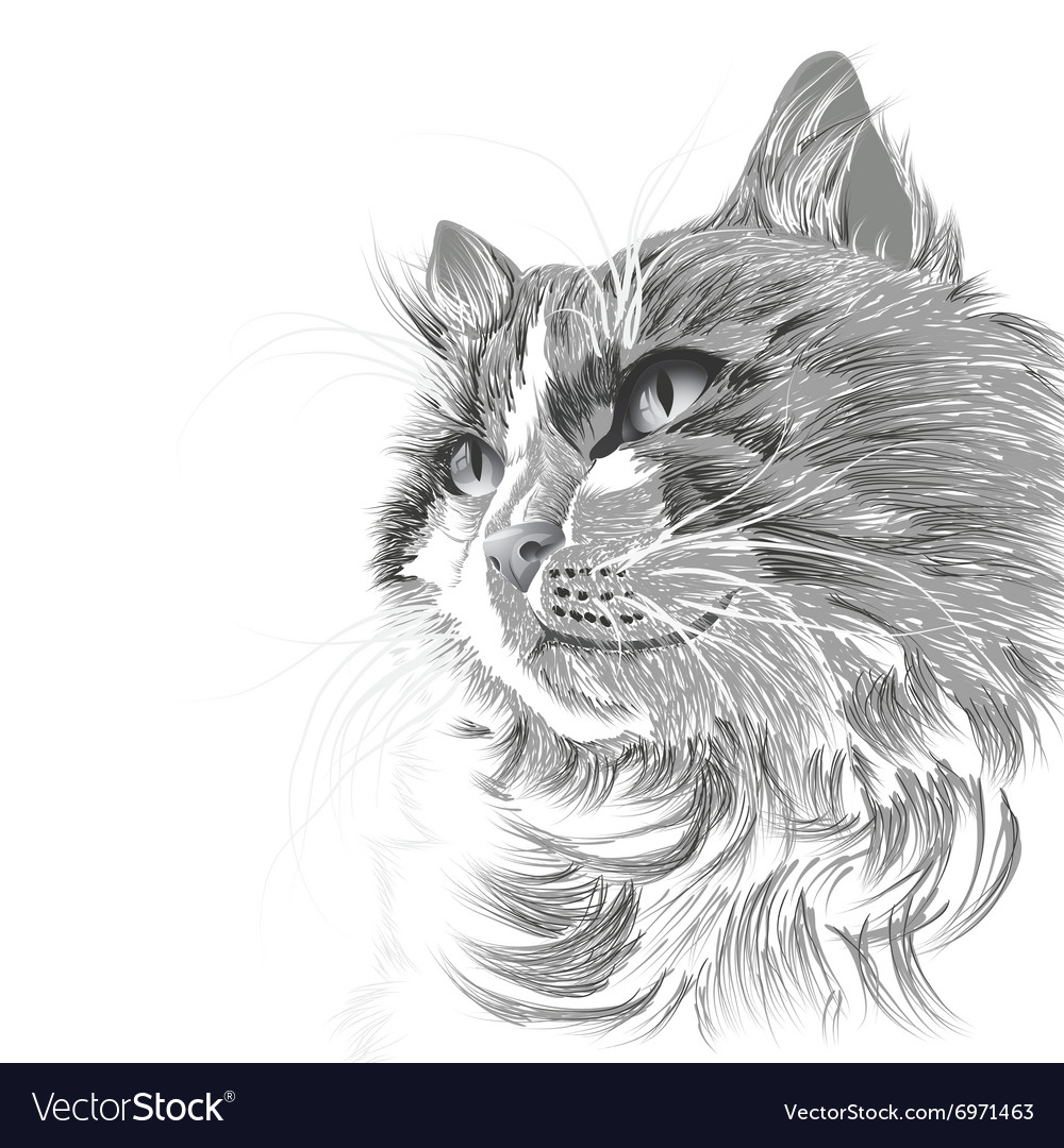 Head a grey cat Royalty Free Vector Image - VectorStock