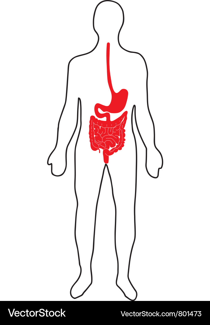 Schematic representation of the human digestive sy