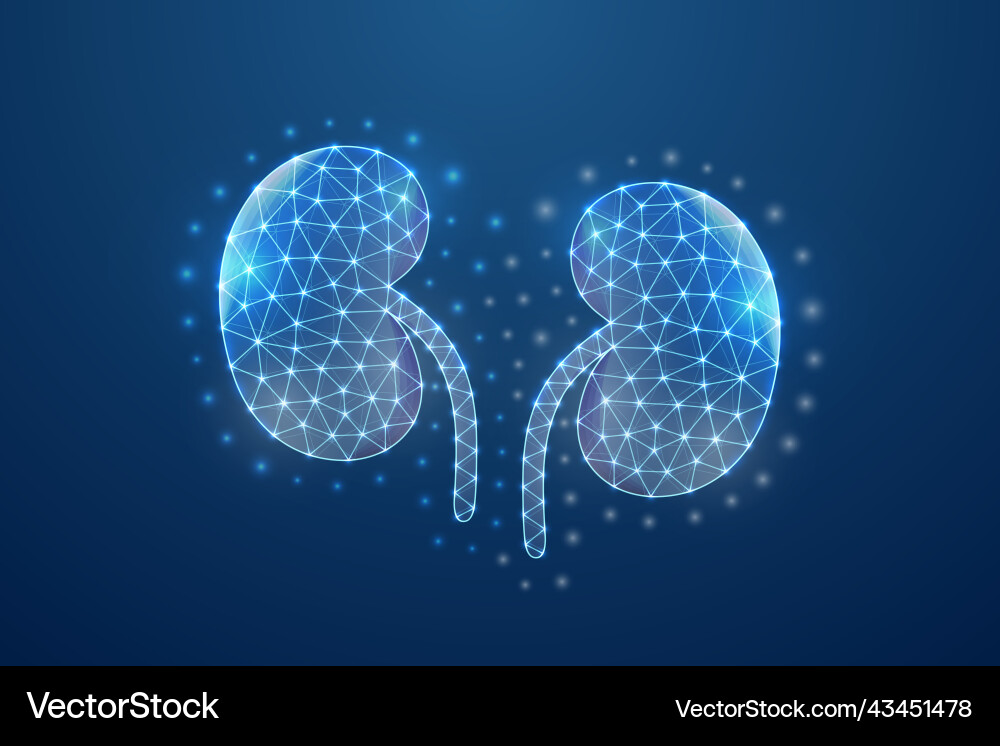 Kidneys 3d symbol in blue low poly style urinary Vector Image