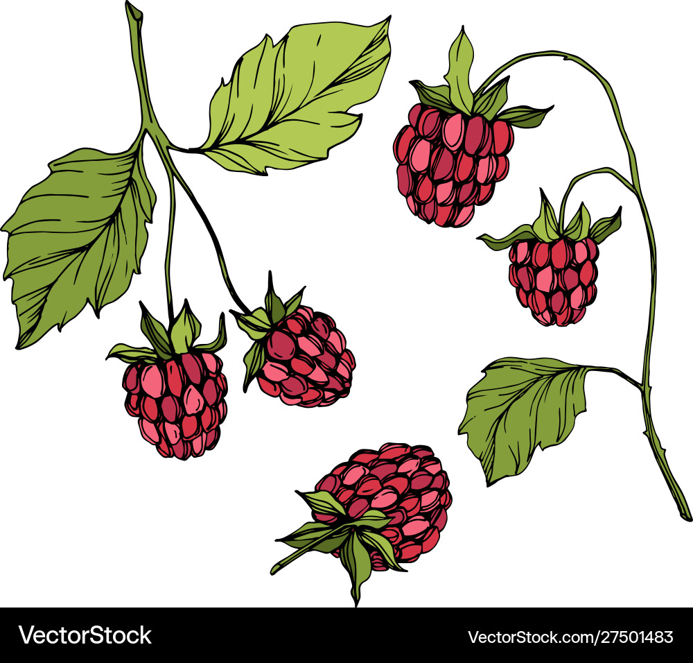 Raspberry healthy food isolated red Royalty Free Vector