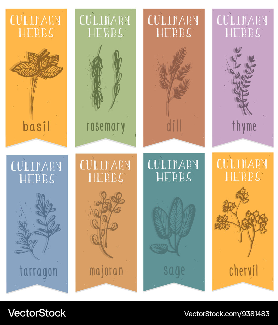 Set 8 herbal labels on hand drawn sketch Vector Image