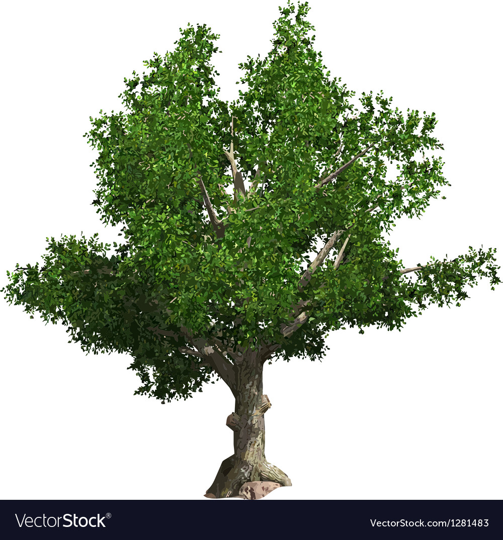 Tree isolated Royalty Free Vector Image - VectorStock