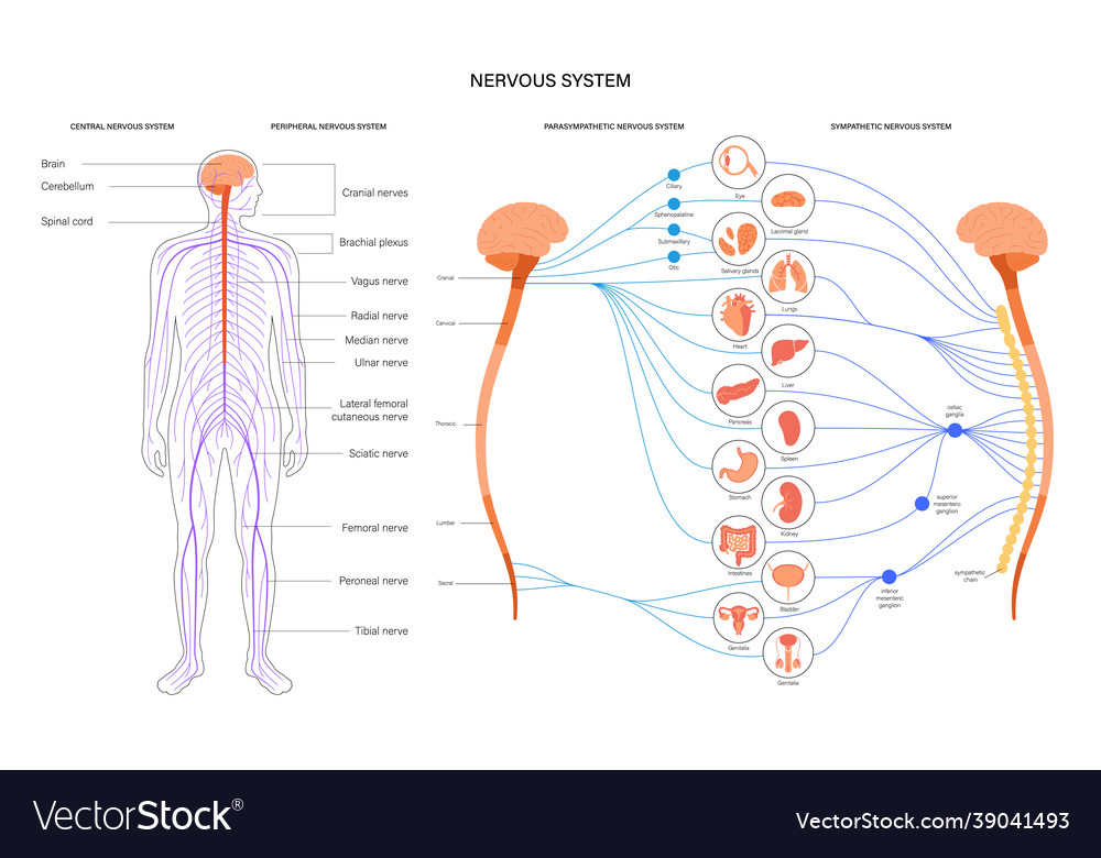 Autonomic nervous system Royalty Free Vector Image