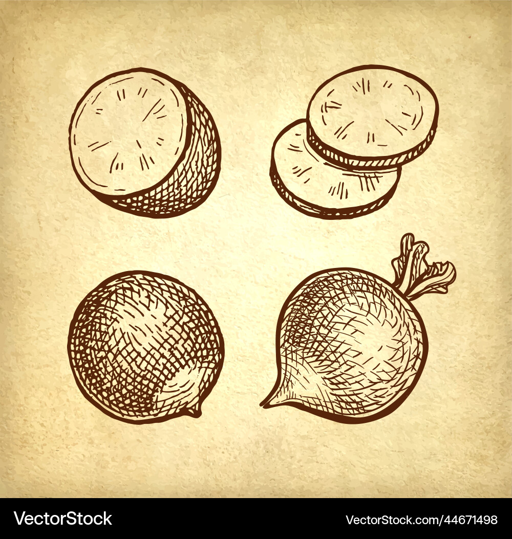 Radish and slices ink sketch Royalty Free Vector Image