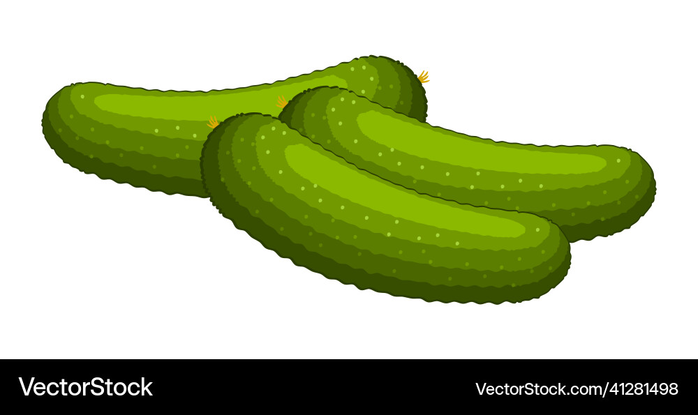 Realistic ripe fresh cucumber on white background Vector Image