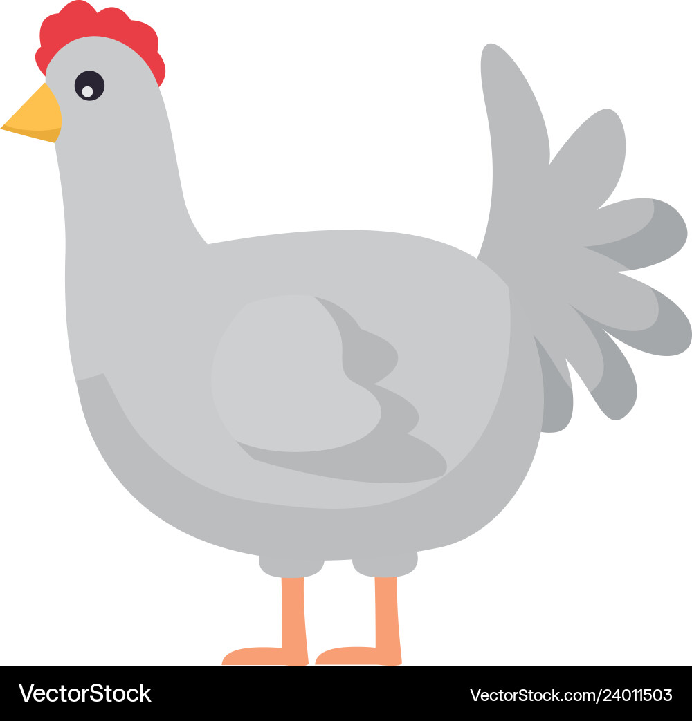 Chicken farm animal Royalty Free Vector Image - VectorStock