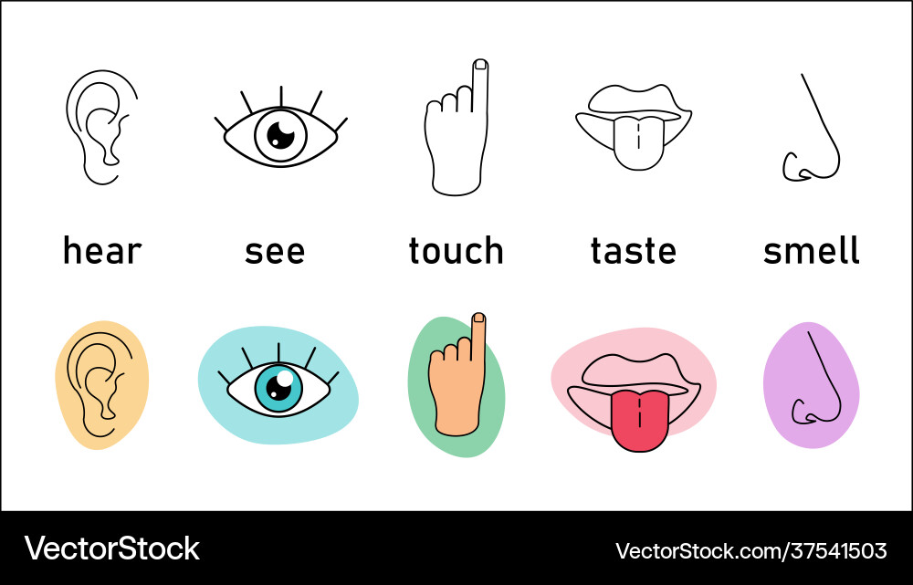 Five human sense organ isolated set on white Vector Image