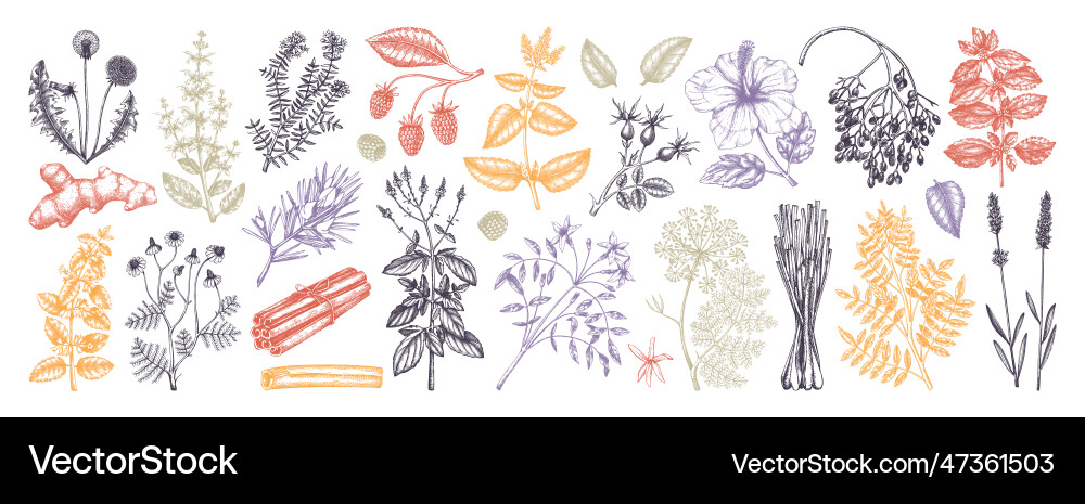 Hand drawn tea ingredients collection in color Vector Image