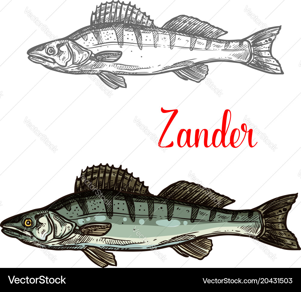 Zander fish fishing icon Royalty Free Vector Image
