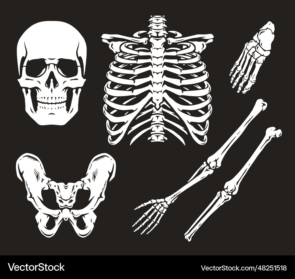 Disassembled skeleton monochrome set stickers Vector Image