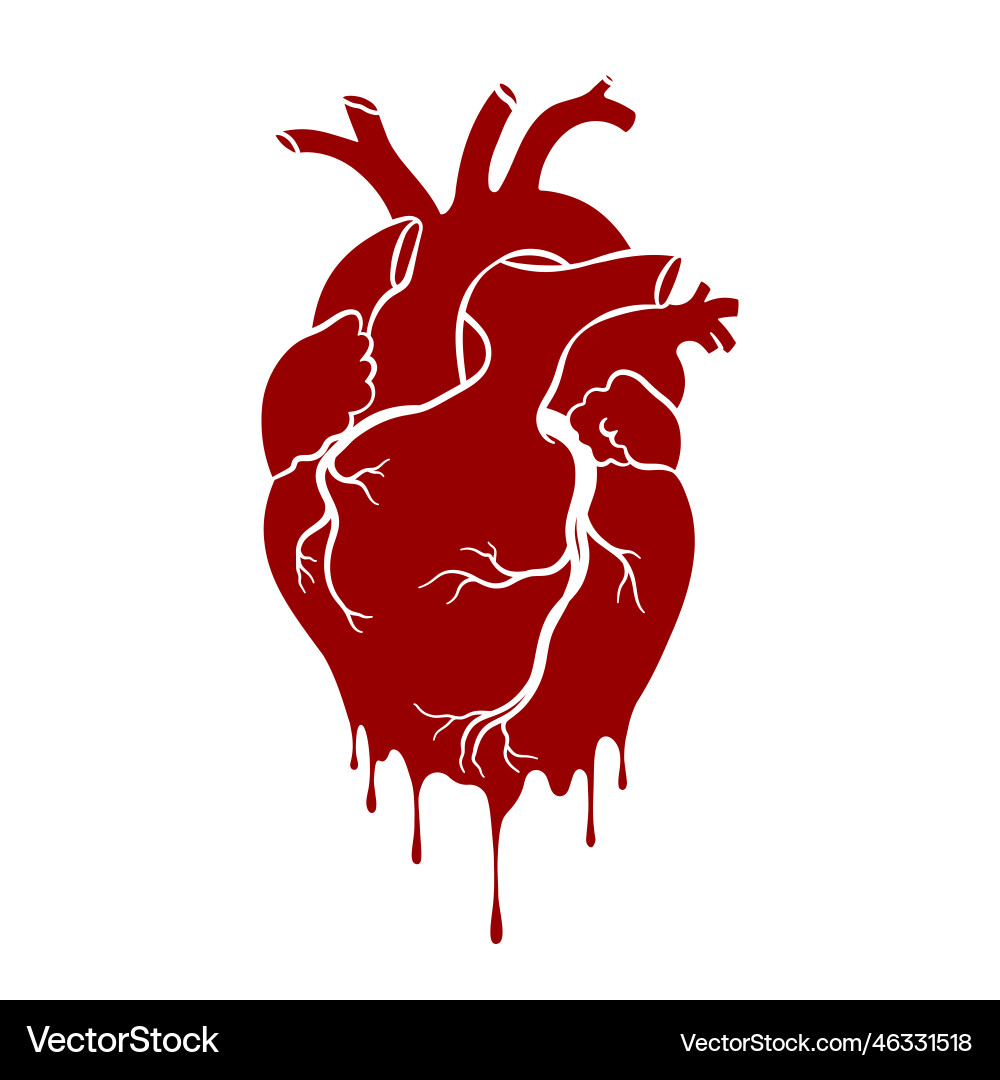 Human heart anatomical realistic dripping Vector Image
