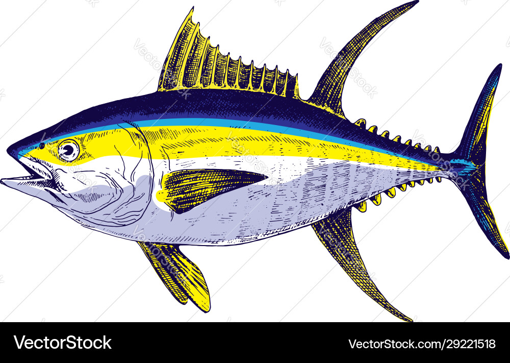 Yellowfin tuna fish collection Royalty Free Vector Image