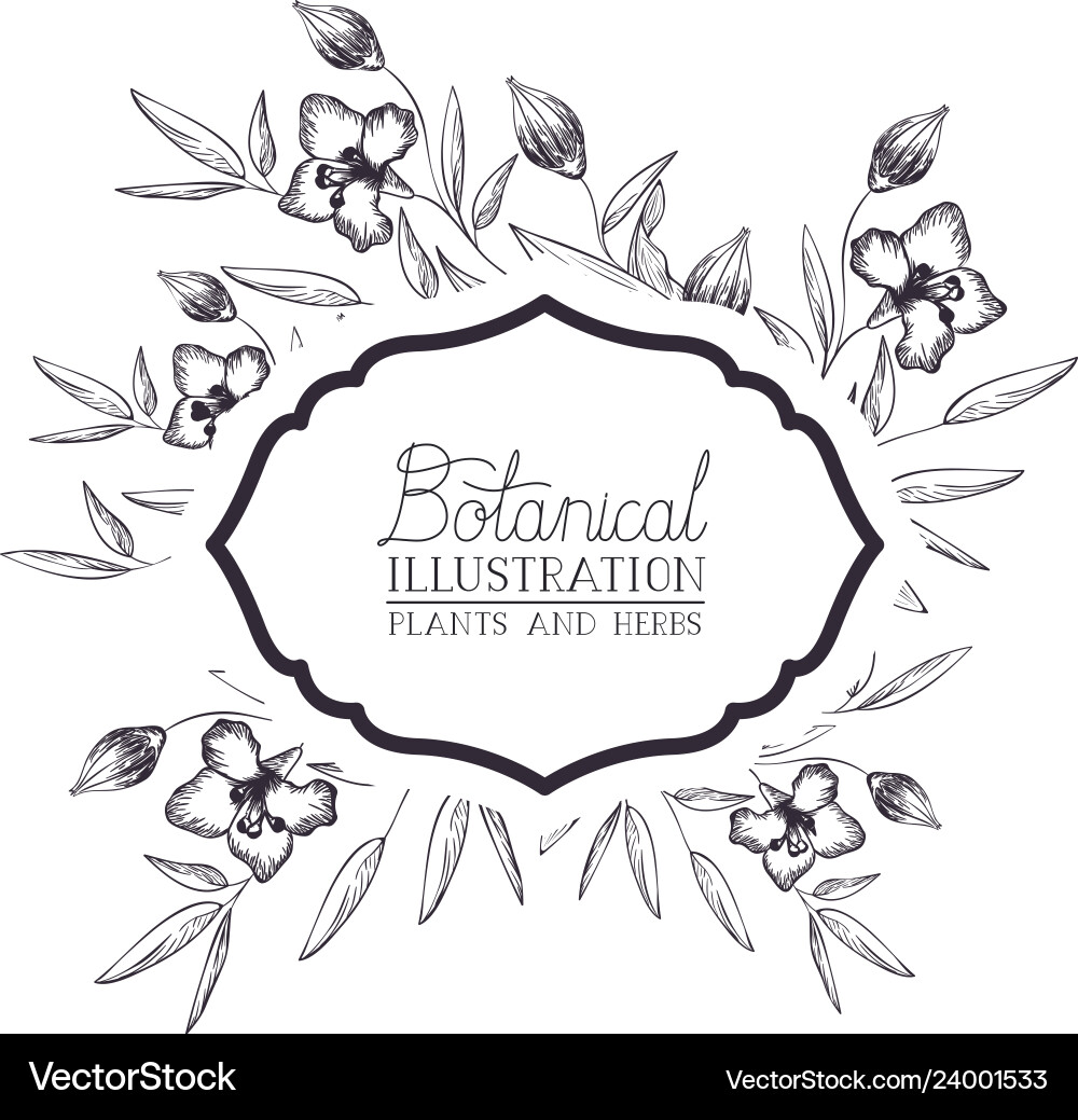 Botanical label with plants and herbs Royalty Free Vector