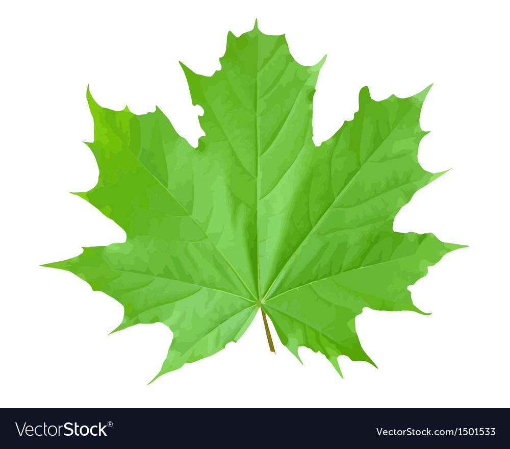 Maple leaf Royalty Free Vector Image - VectorStock