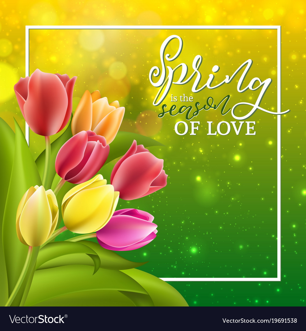 Spring text with tulip flower Royalty Free Vector Image