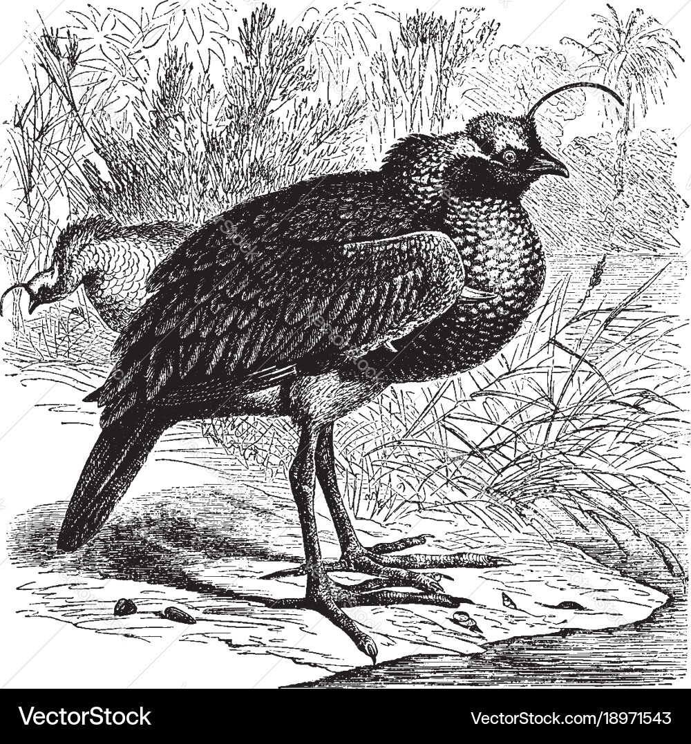 Horned screamer vintage Royalty Free Vector Image