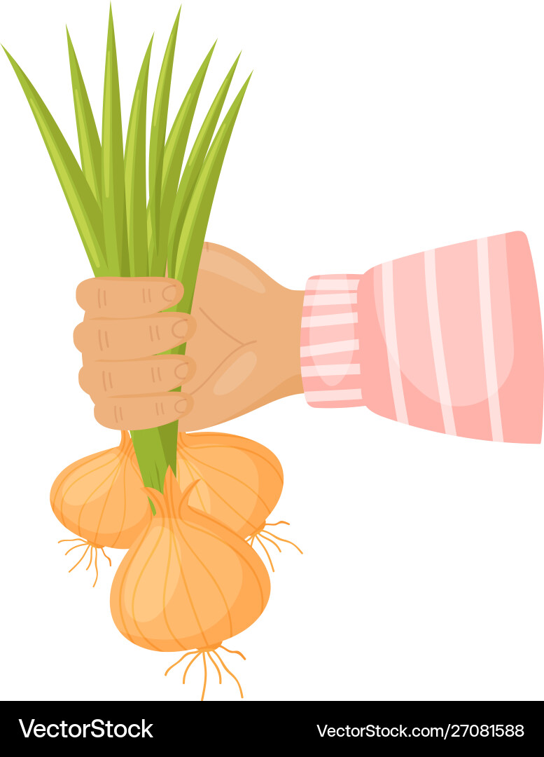 Bunch onions in hand Royalty Free Vector Image