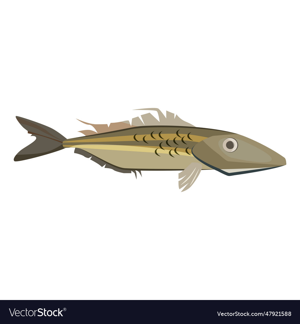 Common ling fish Royalty Free Vector Image - VectorStock