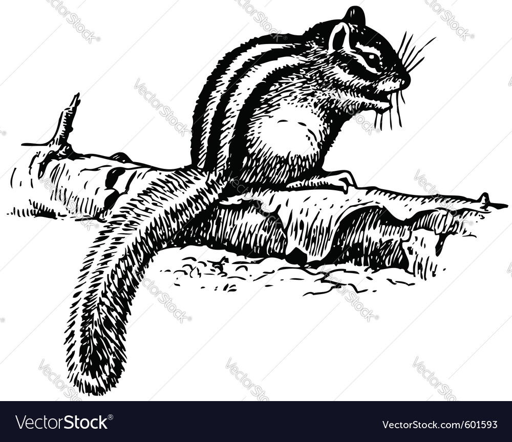 Ground squirrel Royalty Free Vector Image - VectorStock
