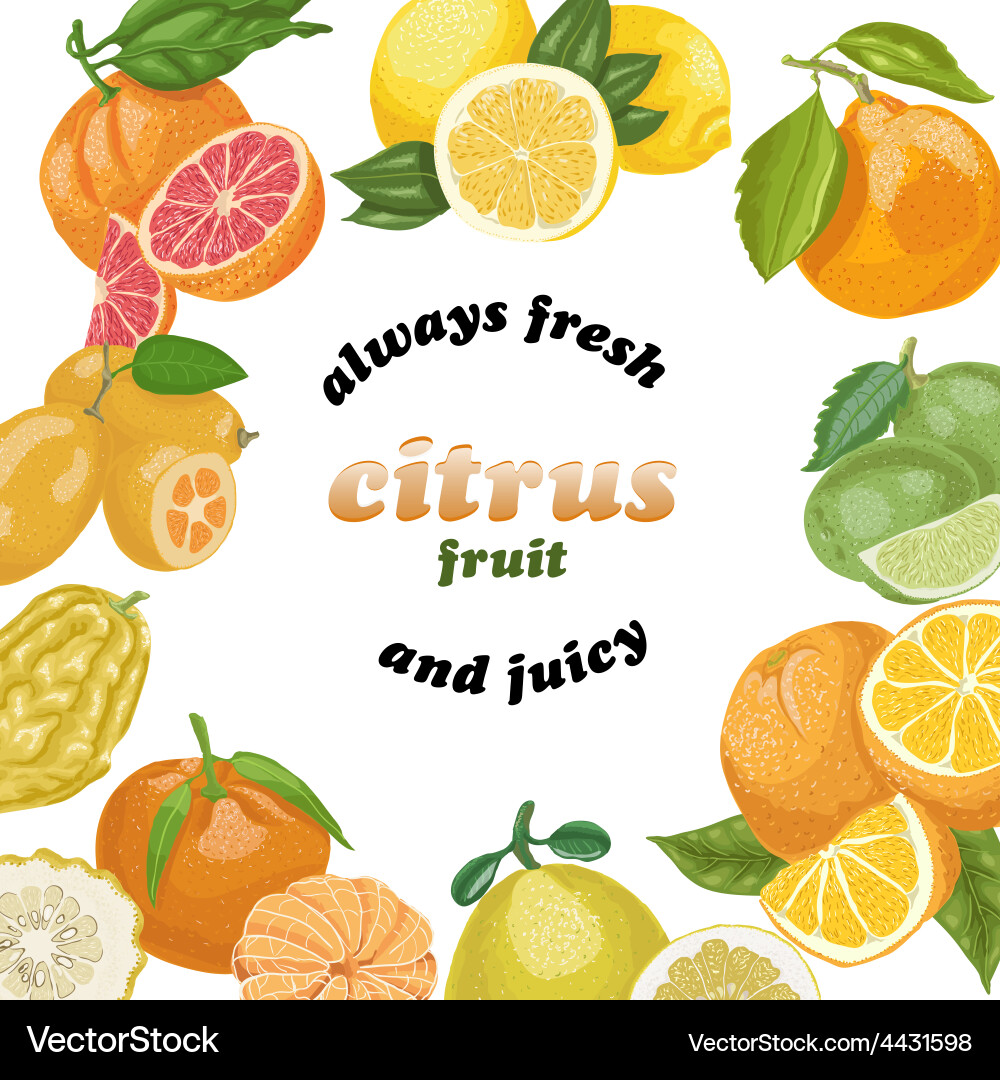 Background with citrus fruits Royalty Free Vector Image