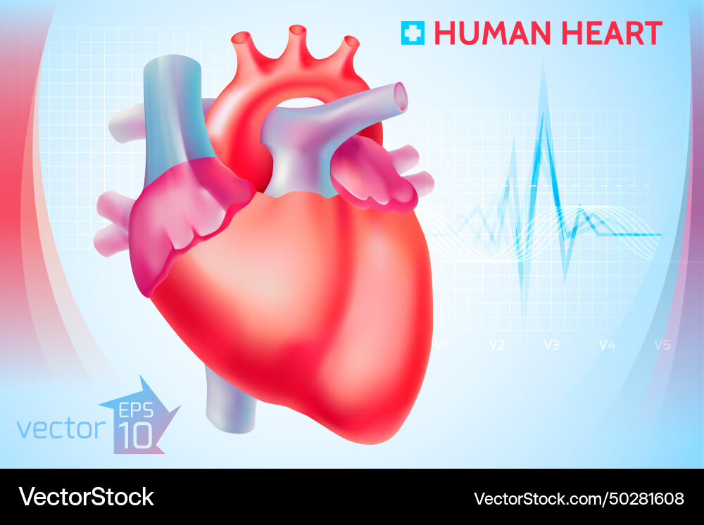 Medical anatomical cardio template Royalty Free Vector Image