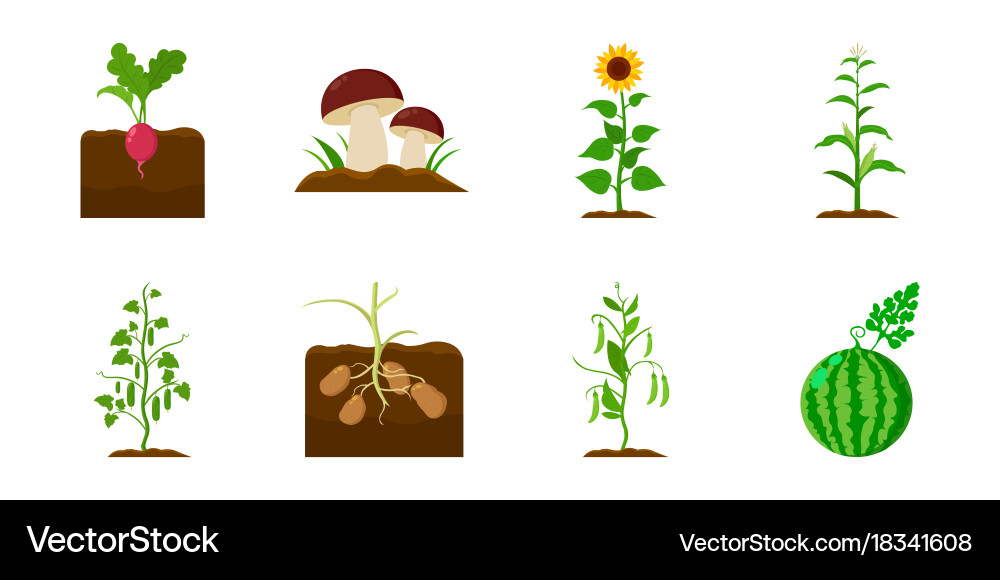 Plant vegetable icons in set collection Royalty Free Vector